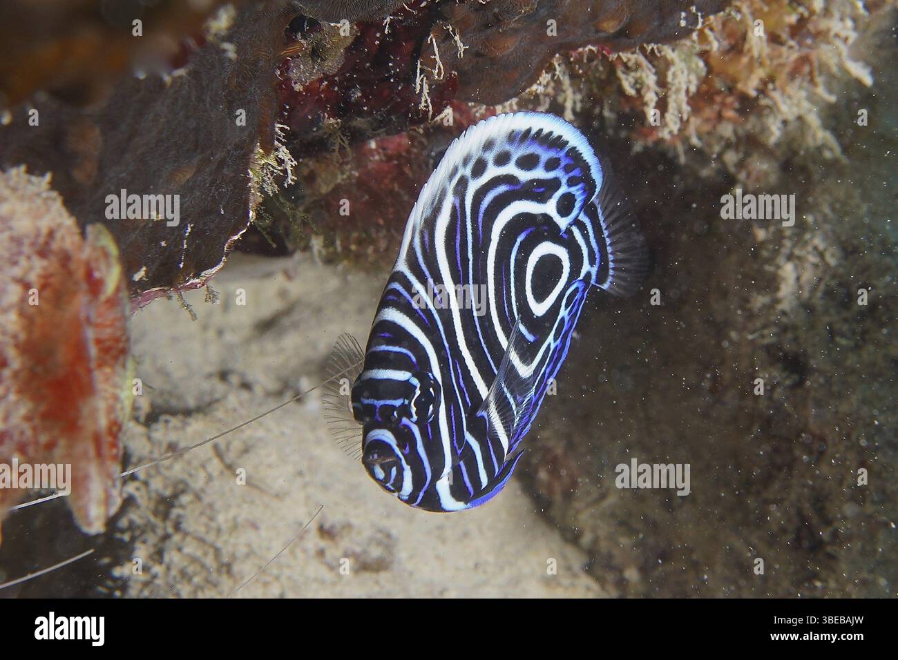 Emperor angelfish juvenile (Pomacanthus imperator Stock Photo - Alamy