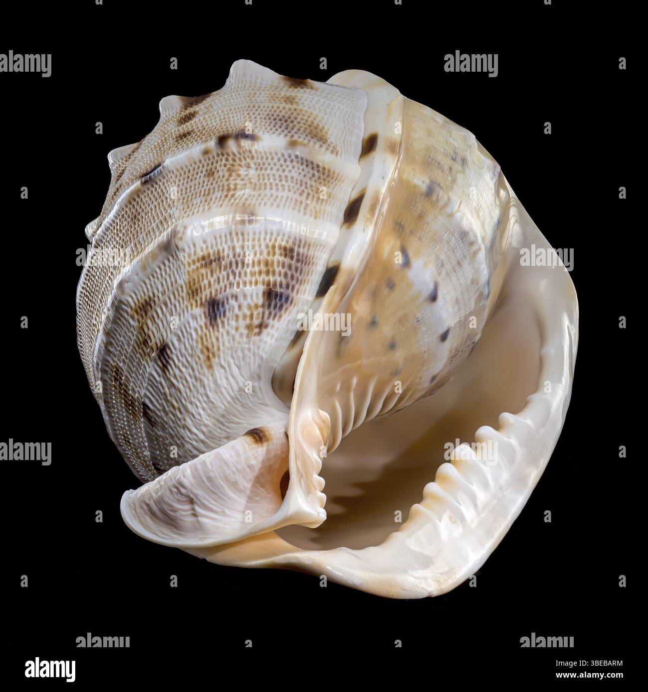 Close-up of a Cassis cornuta shell, also known as the horned helmet shell, against a black ...