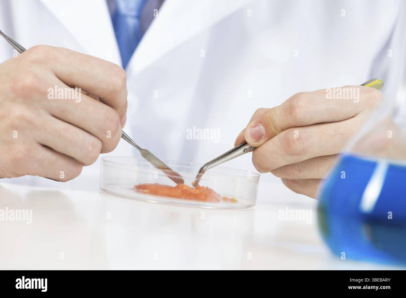 Microbiologist researching food sample with tweezers in petri dish ...