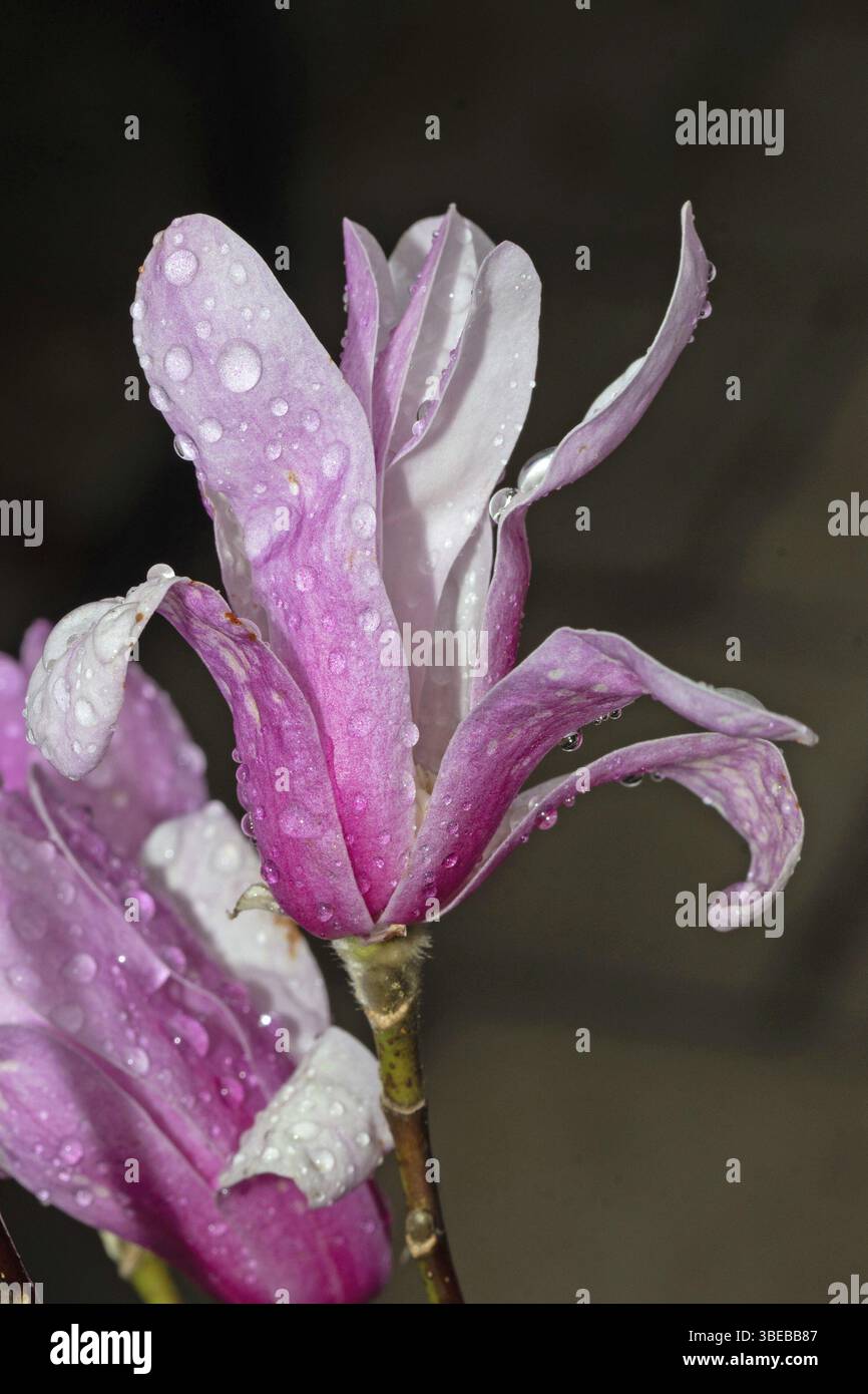 Tulip magnolia Genie (Magnolia x soulangiana Stock Photo - Alamy