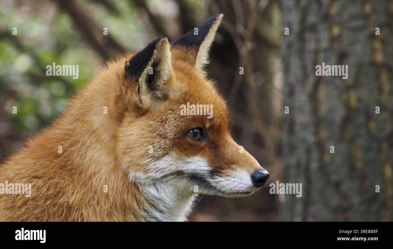 Red fox Black fox (Vulpes vulpes Stock Photo - Alamy