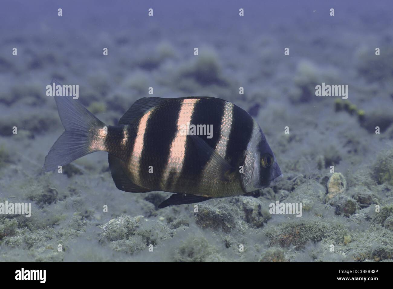 Zebra seabream hi-res stock photography and images - Alamy
