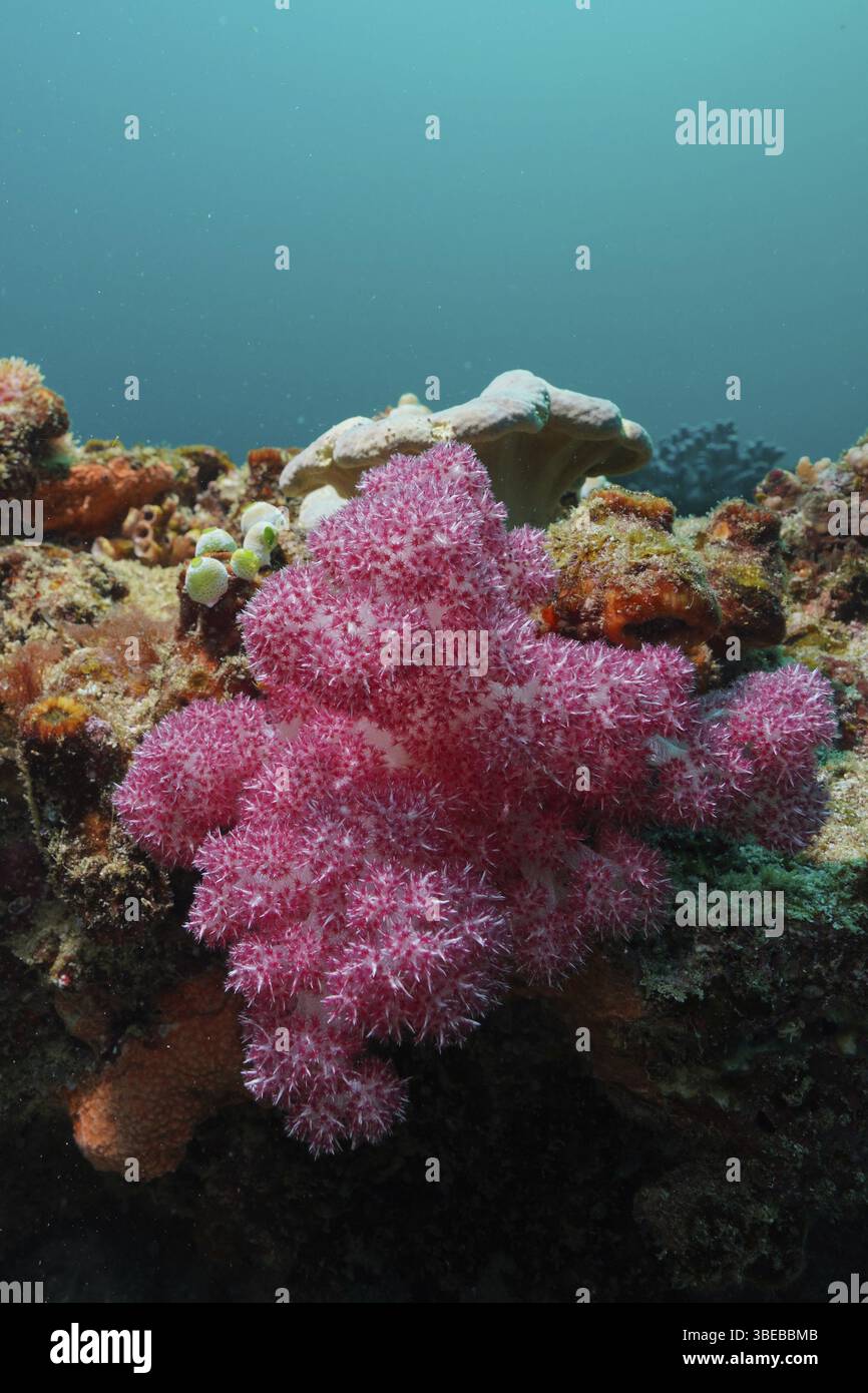 Thistle tree coral (Dendronephthya sp Stock Photo - Alamy