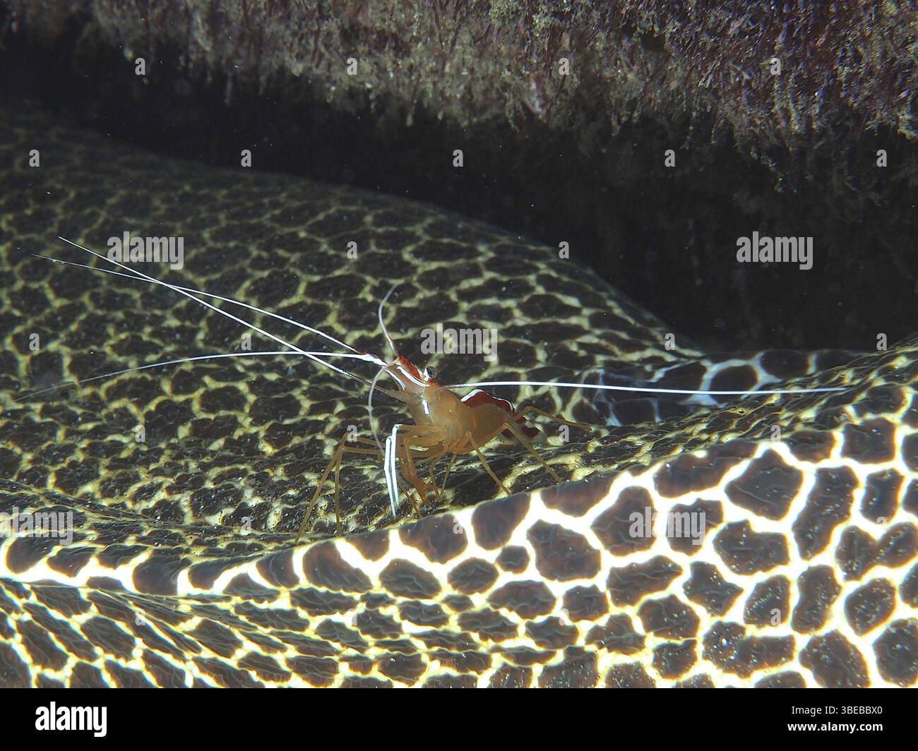 Indo-Pacific white-banded cleaner shrimp (Lysmata amboinensis Stock ...
