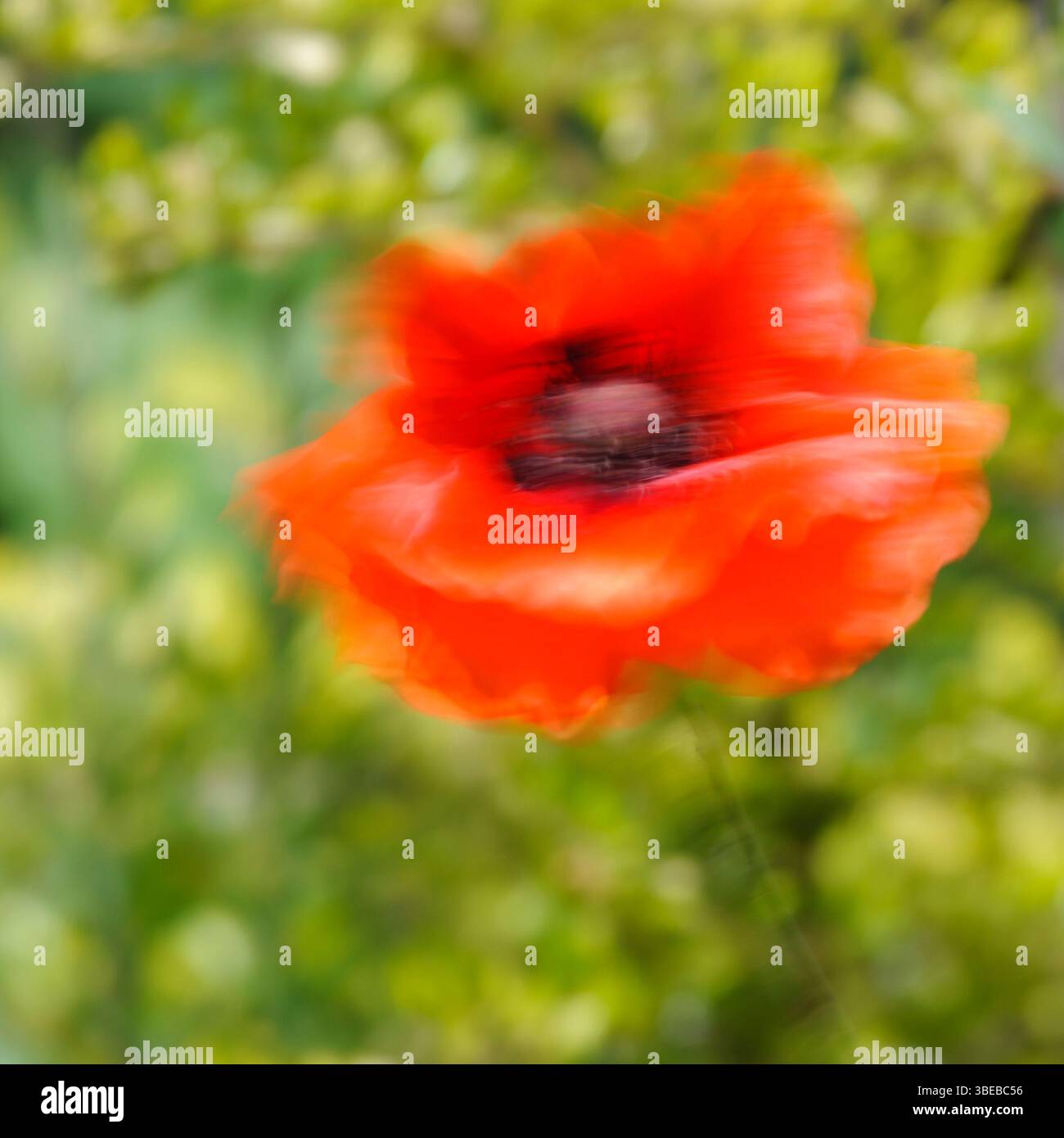 Blurred red poppy flower blowing in wind. Motion blur Stock Photo - Alamy