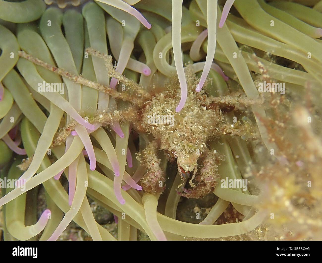 Long-legged ghost crab (Macropodia sp Stock Photo - Alamy