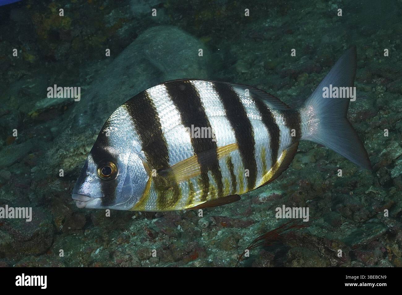 Zebra sea bream (Diplodus cervinus hottentotus Stock Photo - Alamy