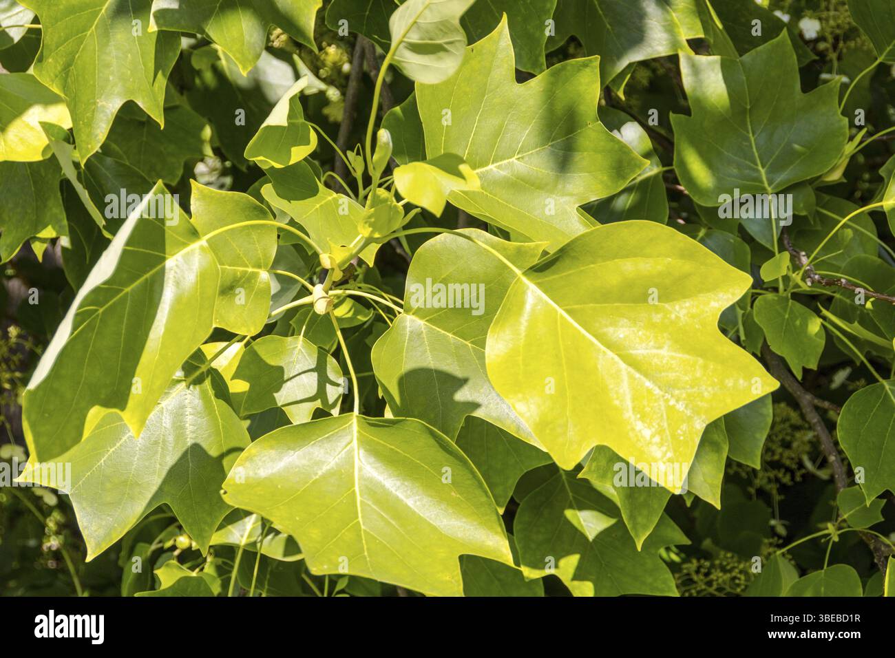 Liriodendron tulipifera TULIP TREE (liriodendron tulipifera Stock Photo - Alamy