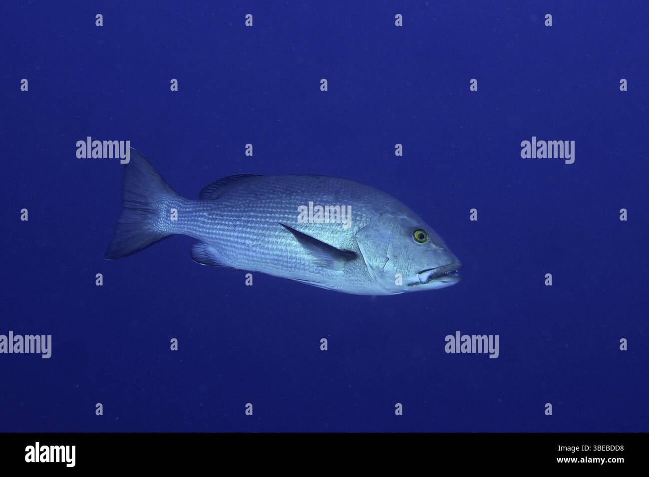 Double-spotted snapper (Lutjanus bohar Stock Photo - Alamy