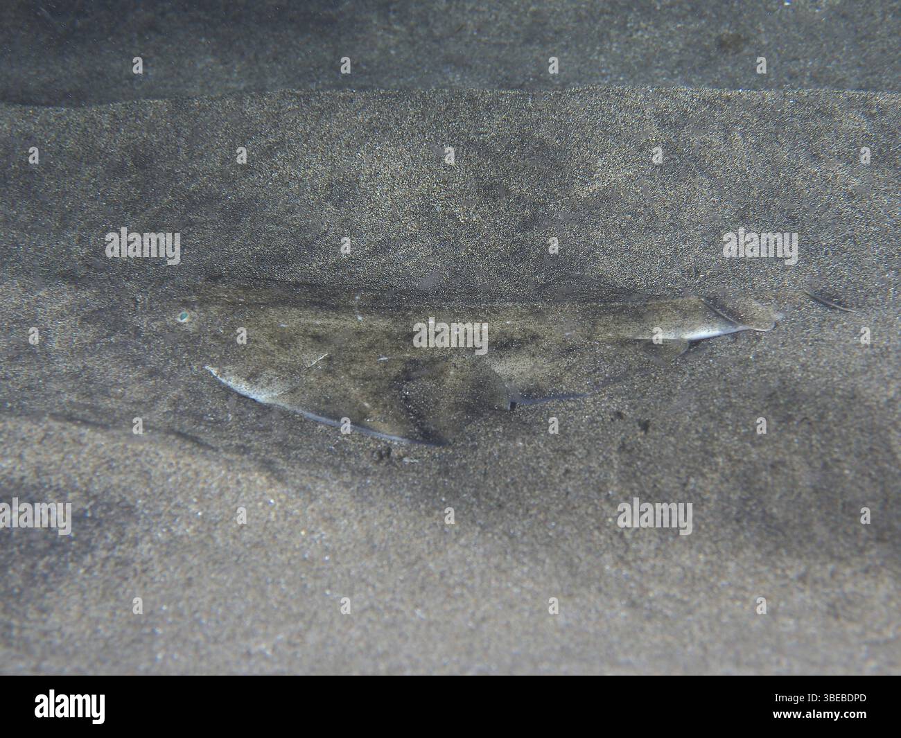 Squatina squatina hi-res stock photography and images - Alamy