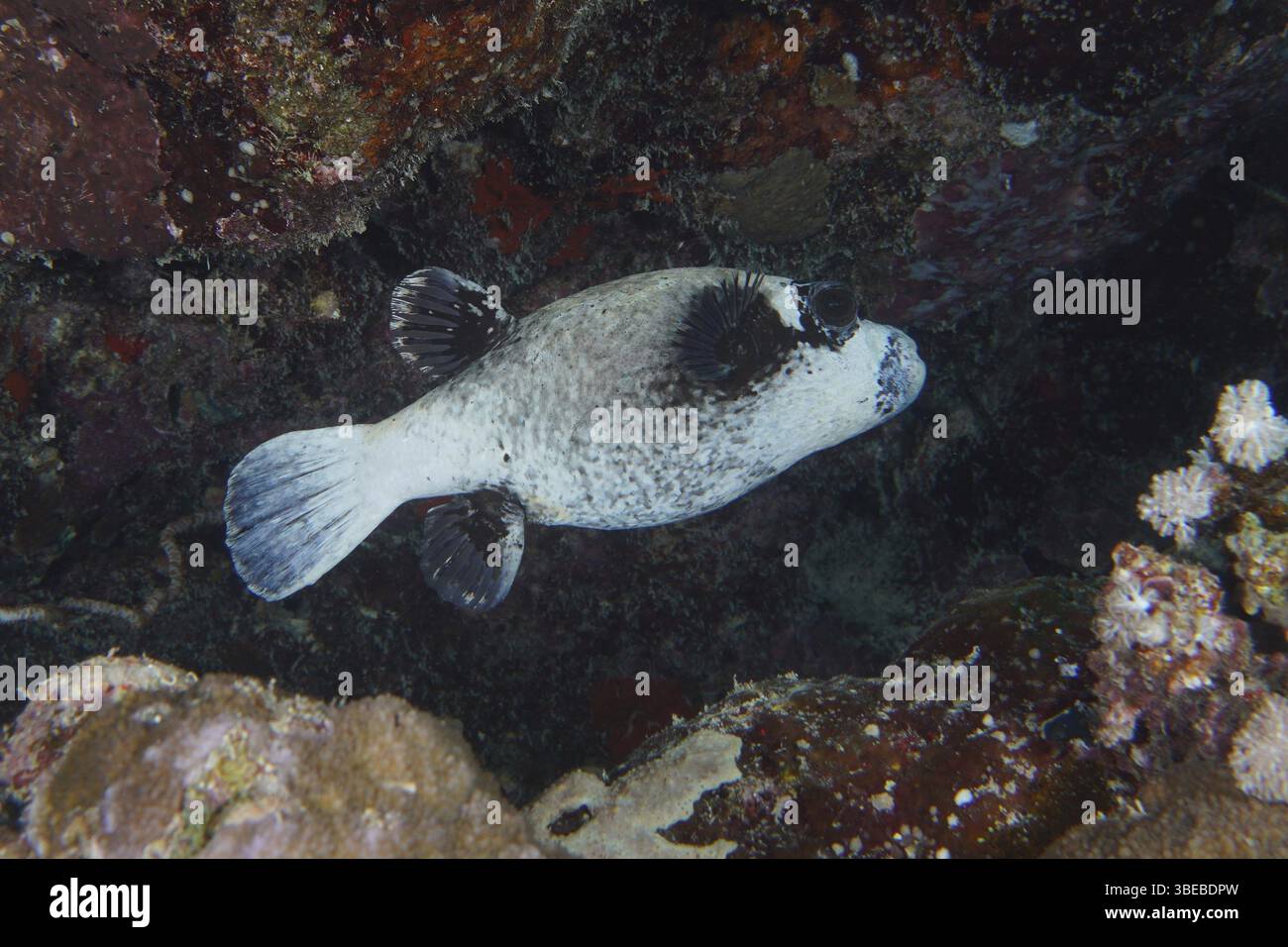Red finned pufferfish hi-res stock photography and images - Alamy