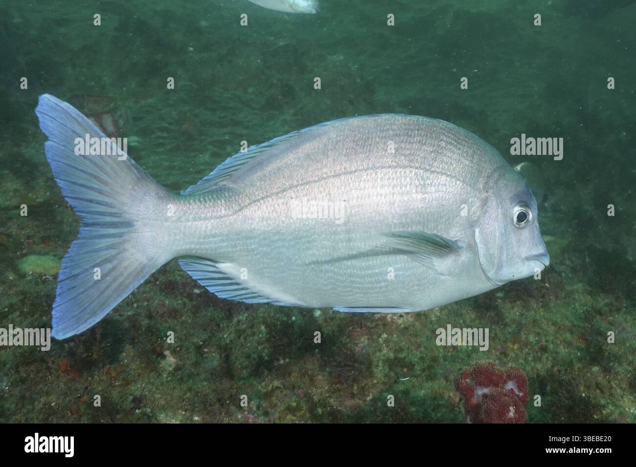 Striped seabream hi-res stock photography and images - Alamy