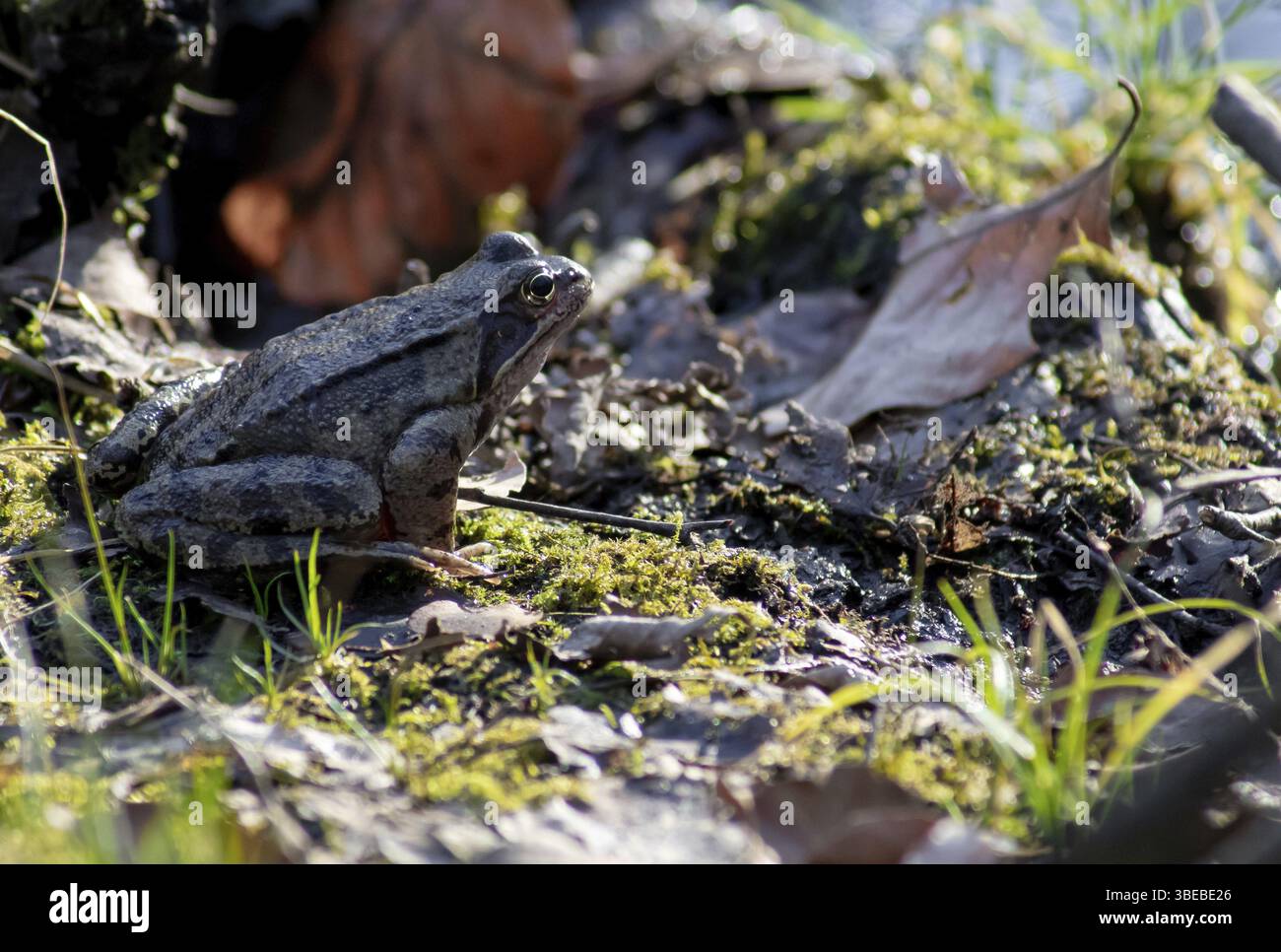 Brown frog (Rana sp Stock Photo - Alamy