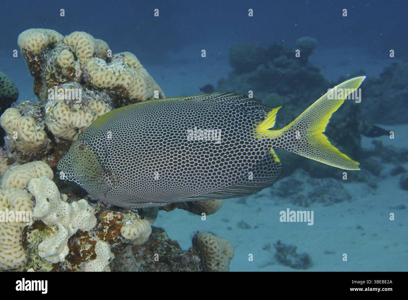 Spotted rabbitfish (Siganus stellatus laqueus Stock Photo - Alamy