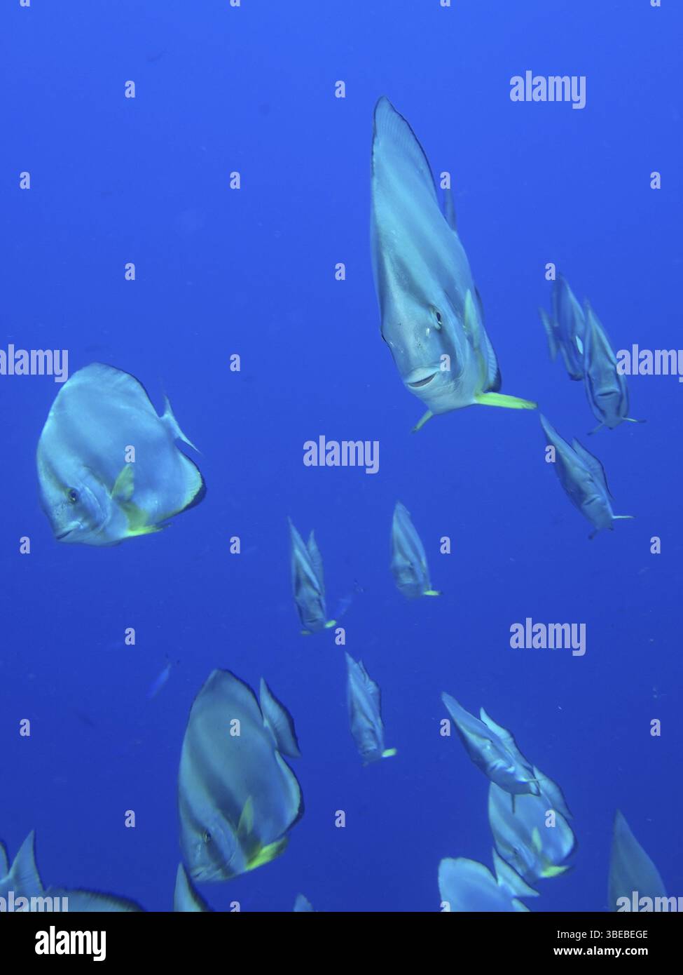 Round batfish hi-res stock photography and images - Alamy