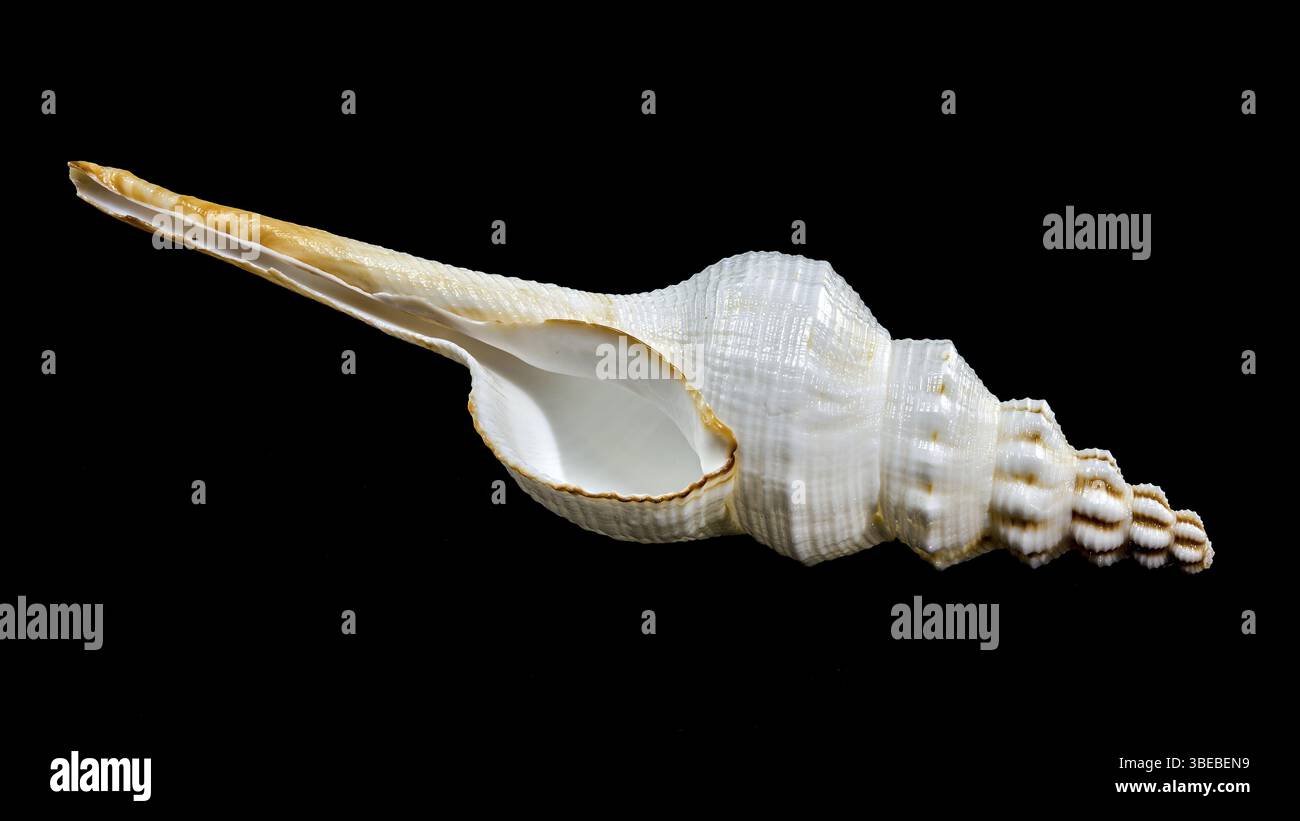A striking Fusinus colus shell, also known as the spindle shell, with ...
