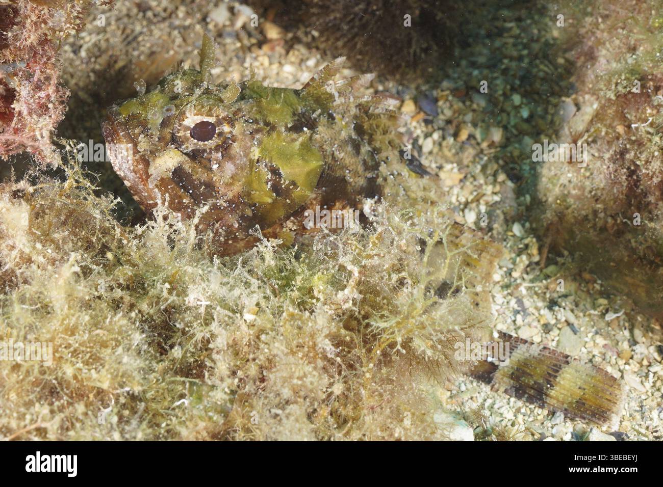 Scorpionfish mediterranean fish hi-res stock photography and images - Alamy