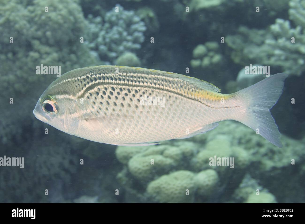 Arabian monocle bream (Scolopsis ghanam Stock Photo - Alamy