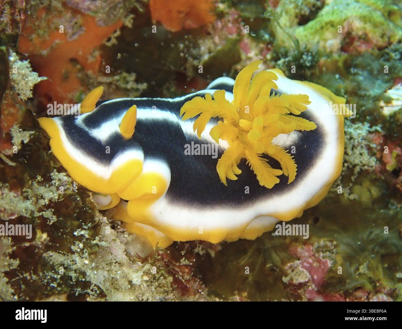 African star snail (Chromodoris africana Stock Photo - Alamy