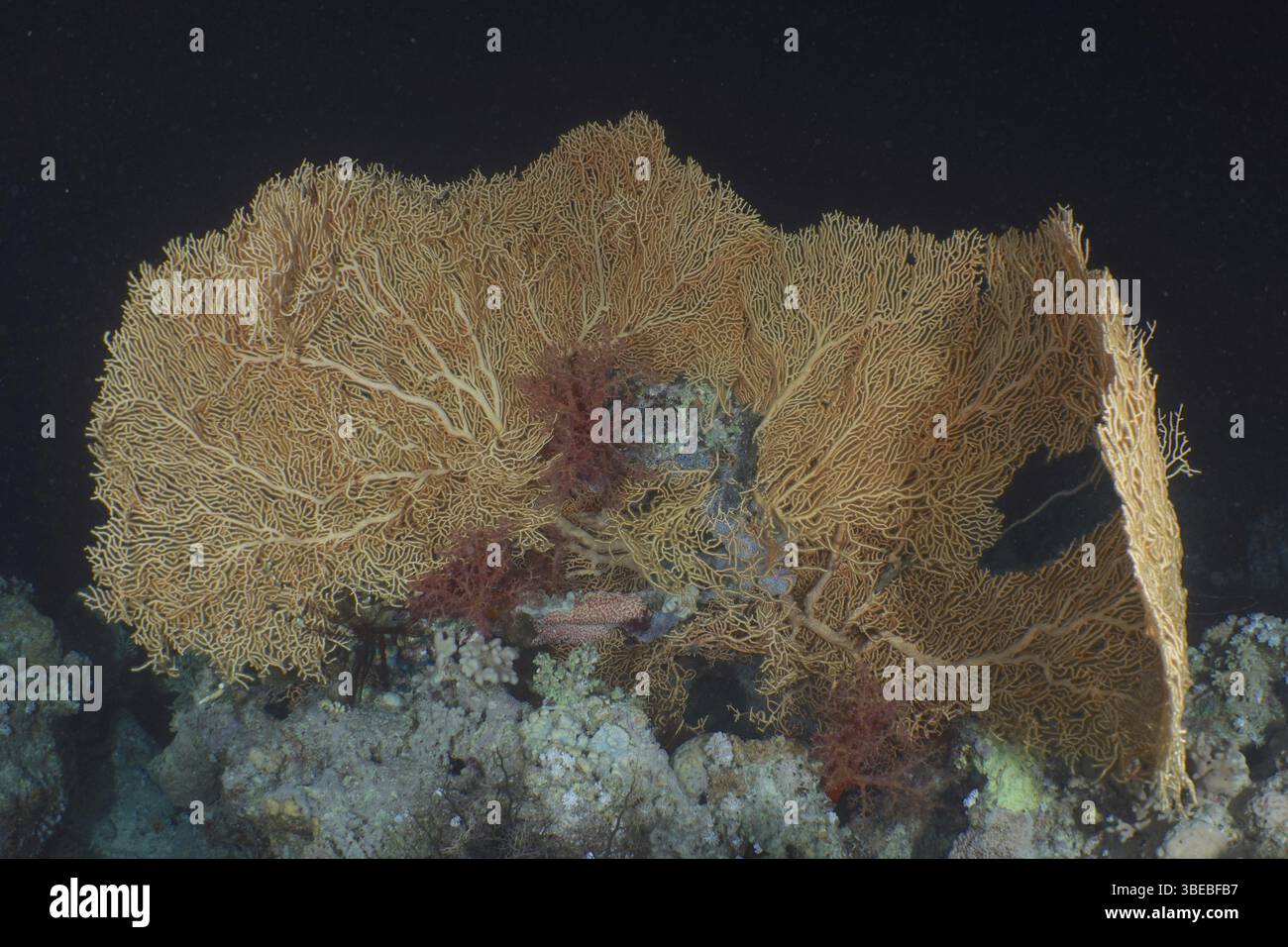 Fan coral annella mollis hi-res stock photography and images - Alamy