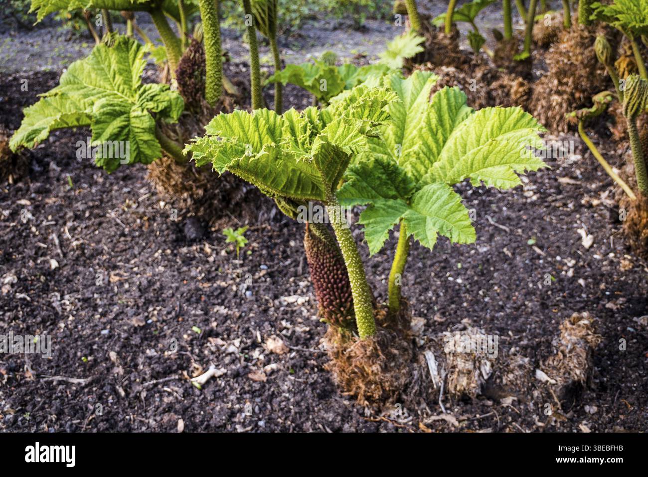Gunnera tinctoria GUNNERA (gunnera tinctoria syn. chilensis Stock Photo ...