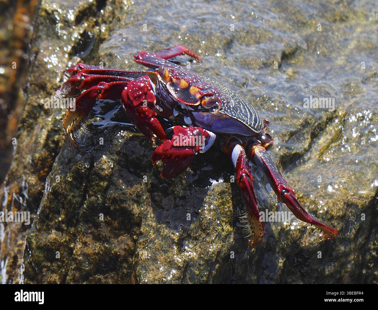Grapsus adscensionis hi-res stock photography and images - Alamy