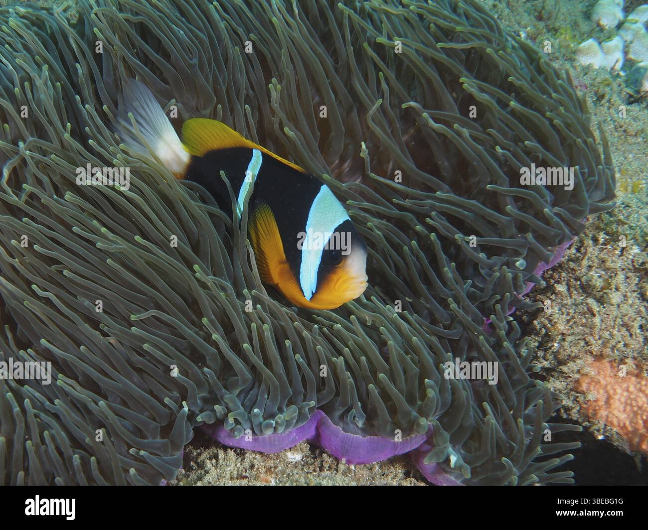 Allard's clownfish (Amphiprion allardi Stock Photo - Alamy