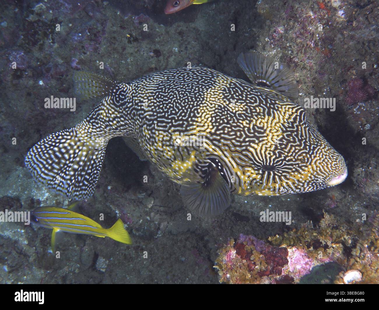 Map pufferfish (Arothron mappa Stock Photo - Alamy