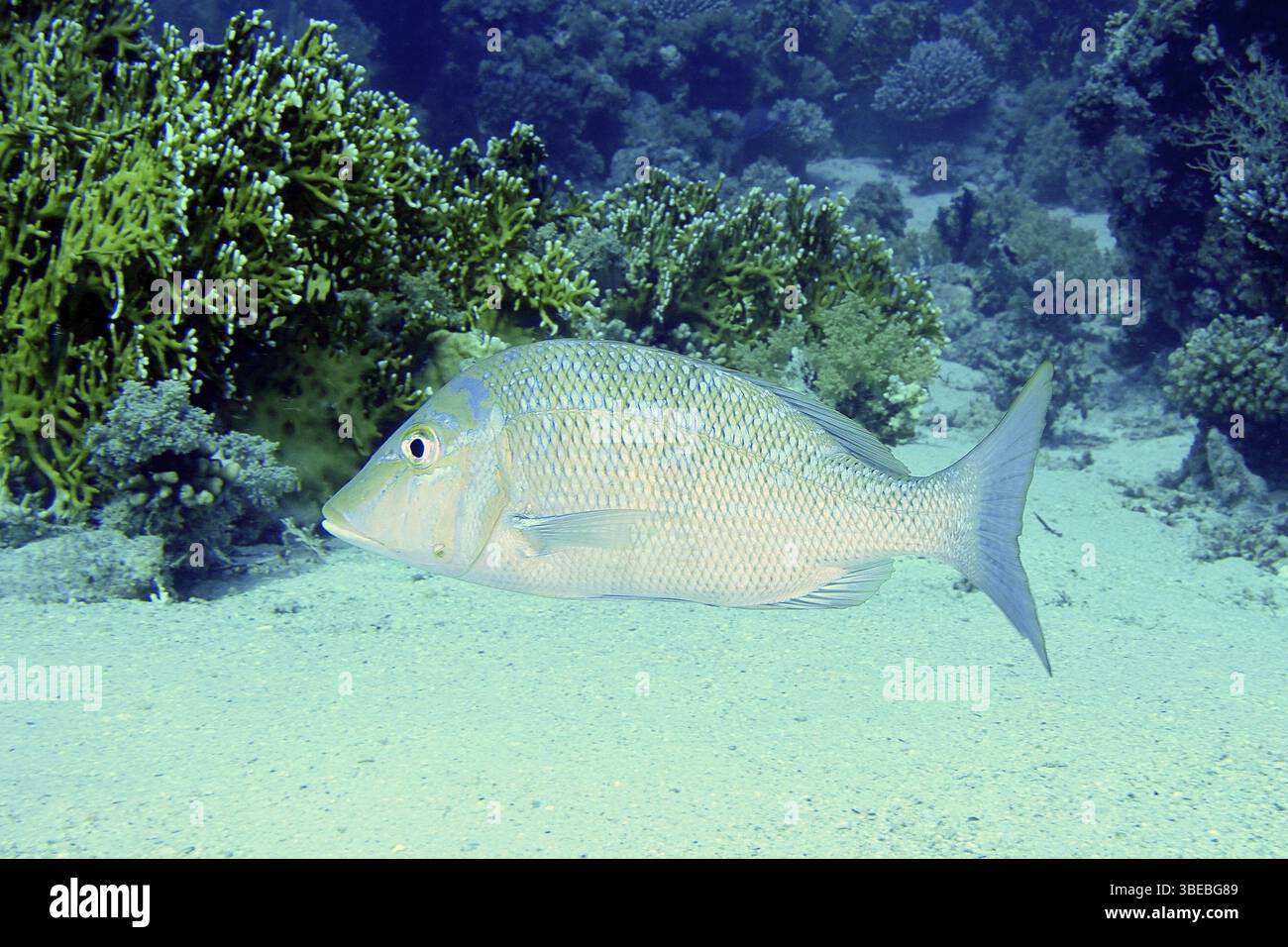Blue-scaled road sweeper (Lethrinus nebulosus Stock Photo - Alamy
