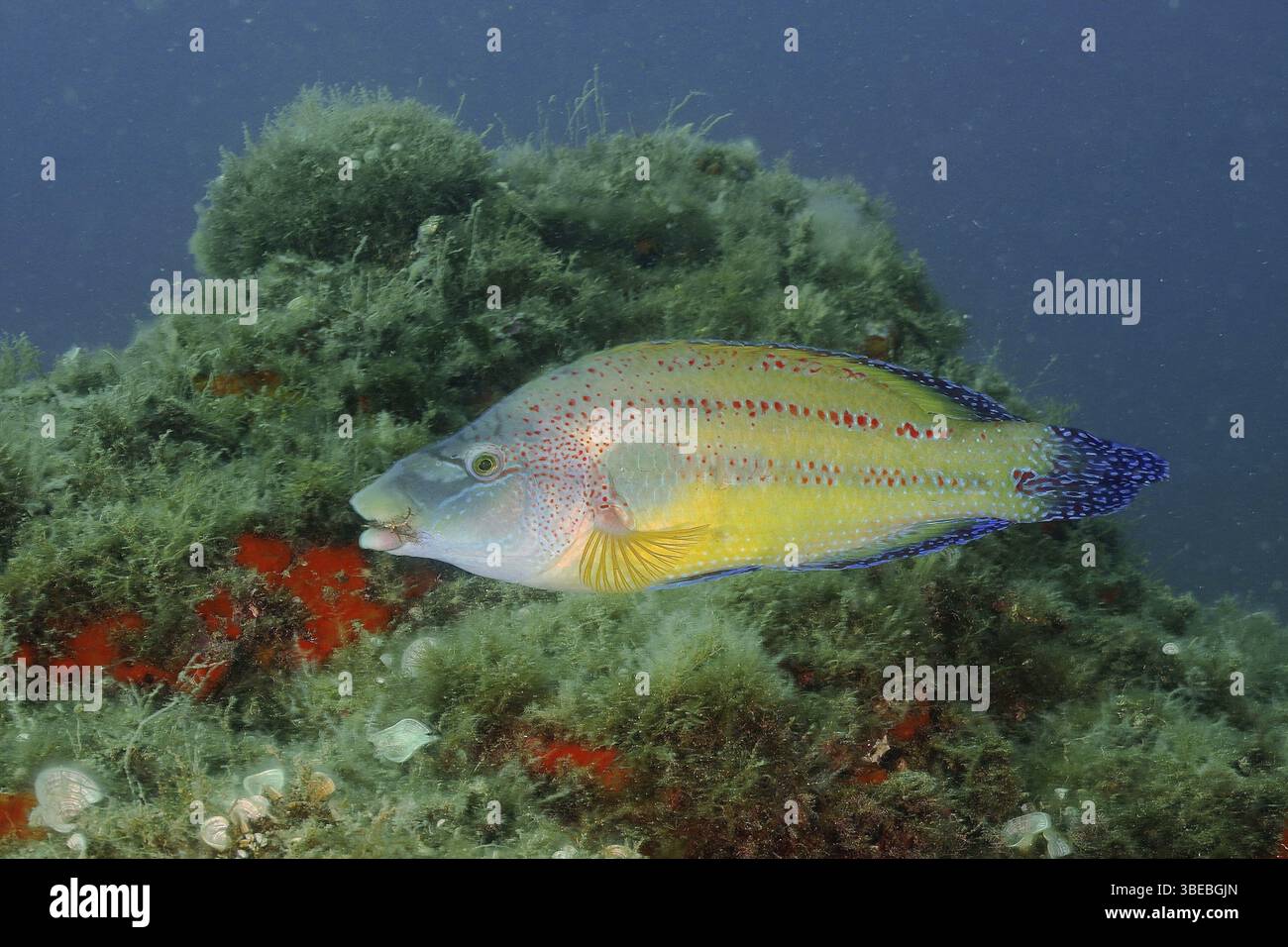 Peacock wrasse (Symphodus tinca Stock Photo - Alamy