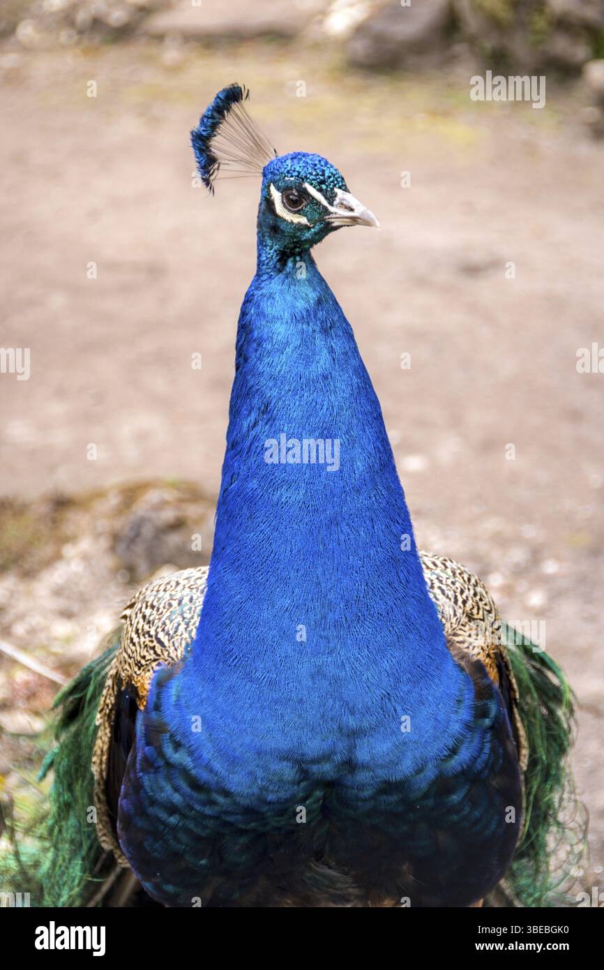 Parvo cristatus PFAU (parvo cristatus Stock Photo - Alamy