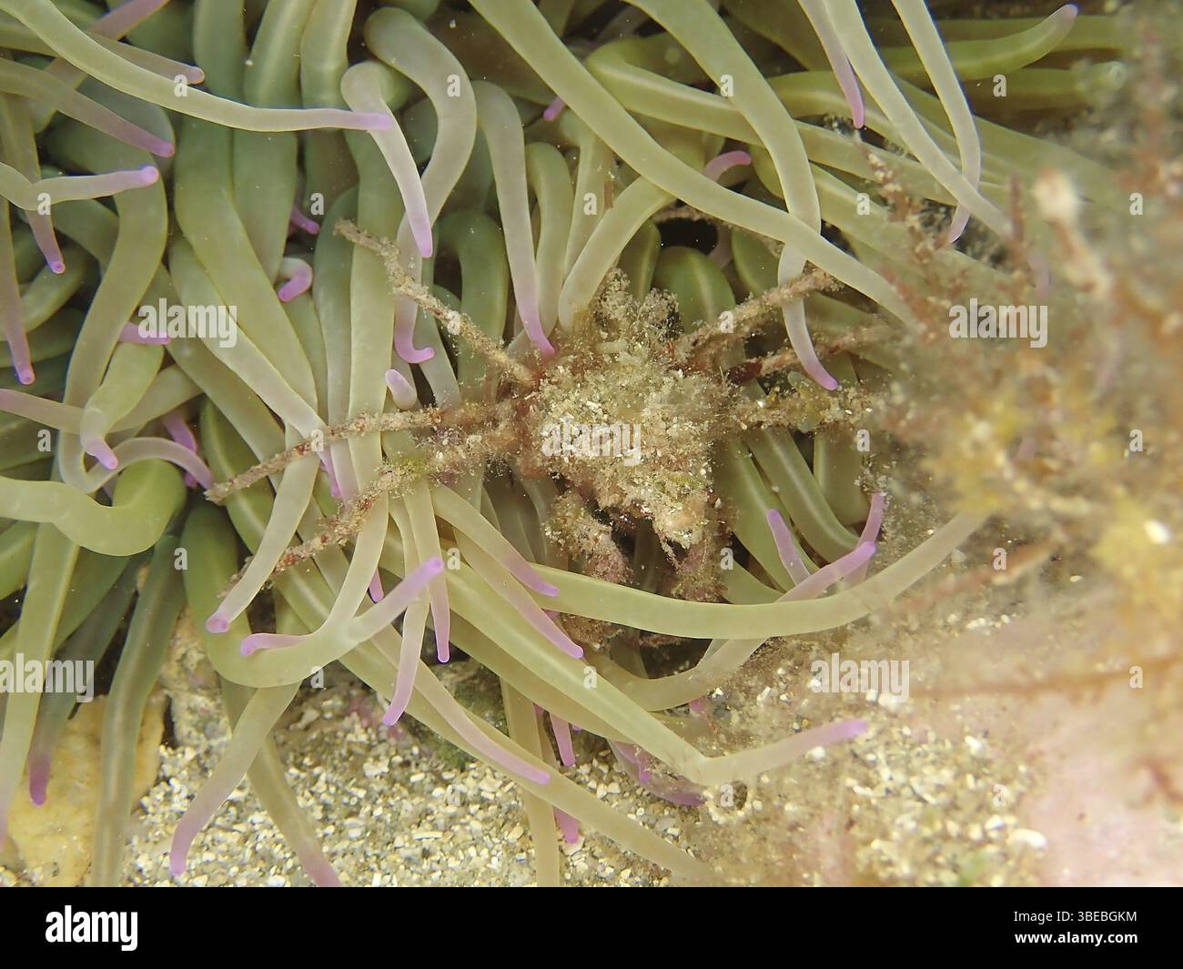 Long-legged ghost crab (Macropodia sp Stock Photo - Alamy