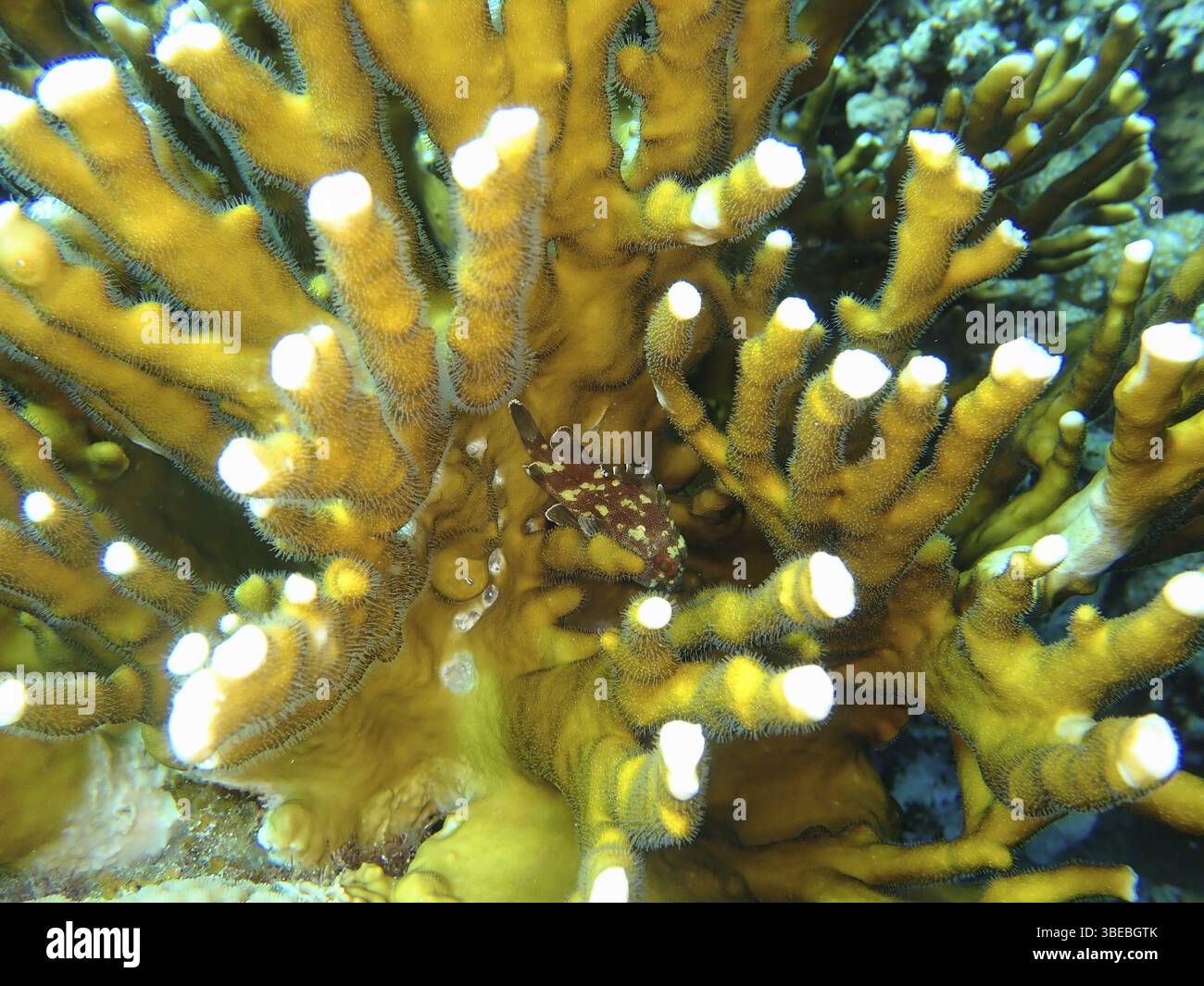 Mail cheeked fish hi-res stock photography and images - Alamy