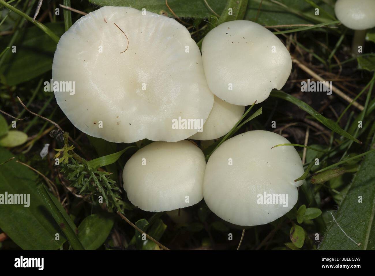Snow-white cup fungus (Cuphophyllus virgineus Stock Photo - Alamy