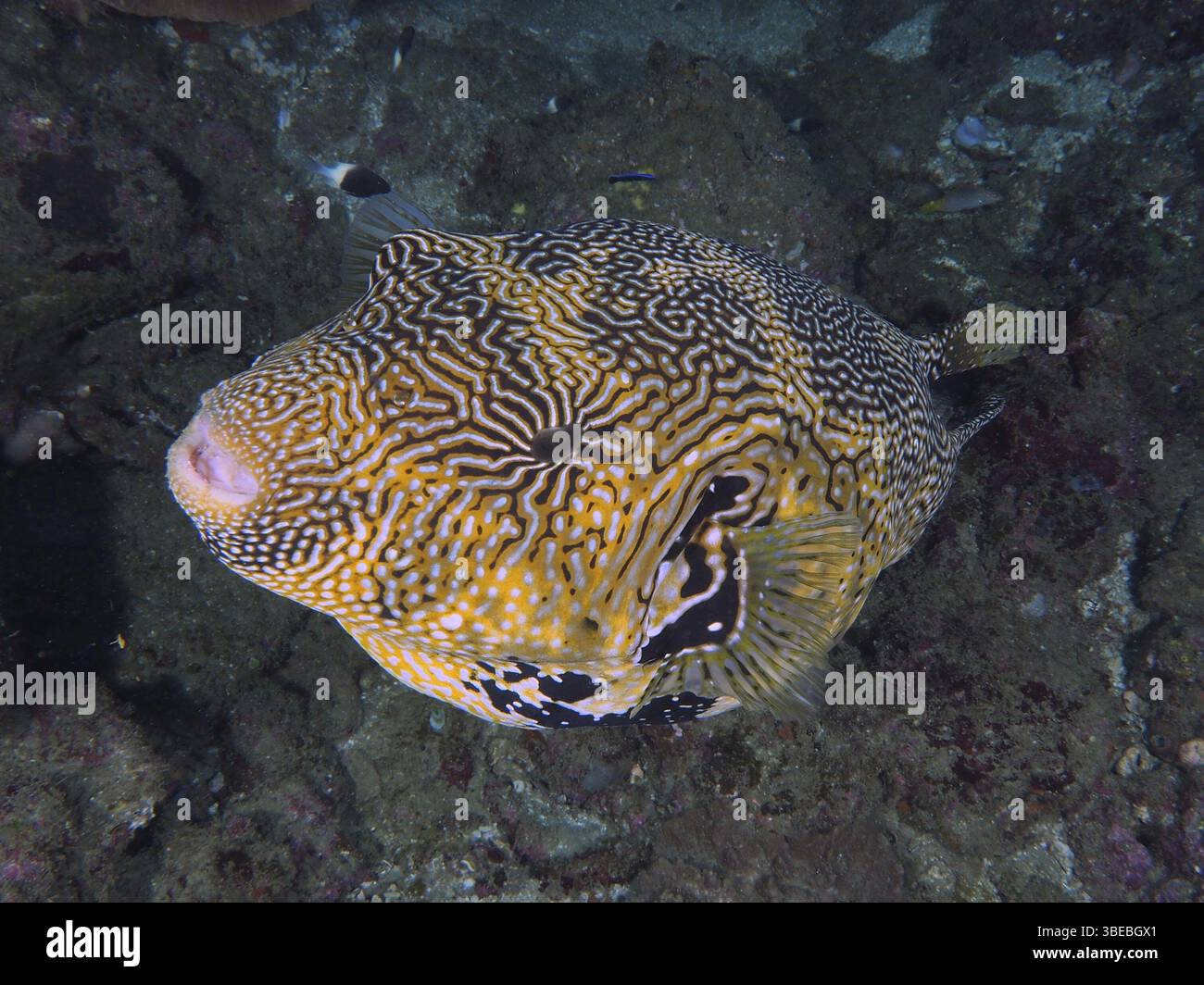 Map pufferfish (Arothron mappa Stock Photo - Alamy