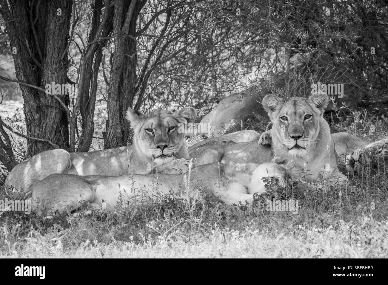 Group of Lions starring at the camera in black and white in the ...
