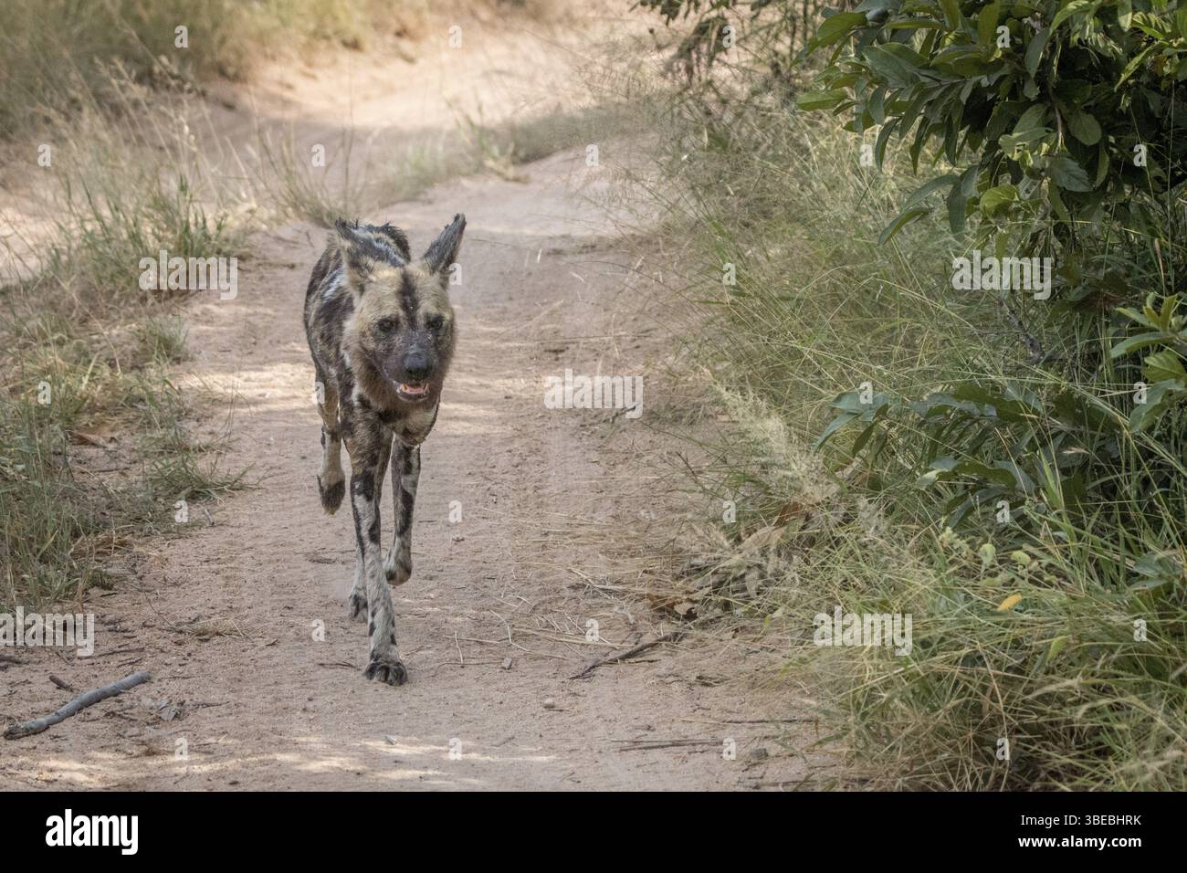 African wild dog running on the road in the Sabi Sand Game Reserve ...