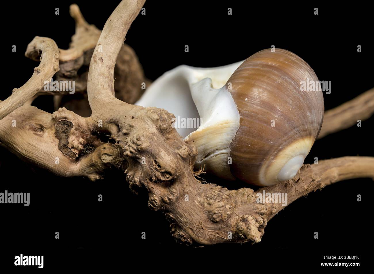 A polished brown moon snail shell with subtle cream and white spirals ...