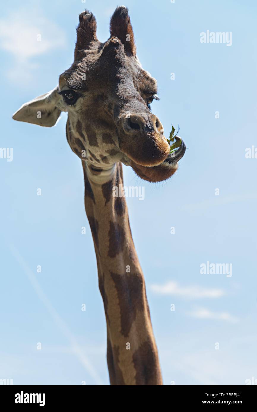 Giraffe eating leaves at the zoo - close-up of gentle herbivore with ...