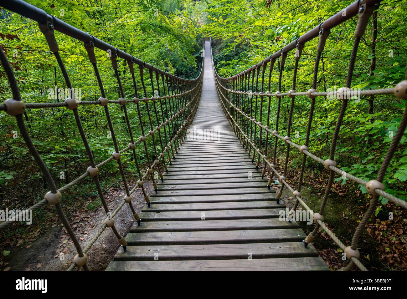 Wooden suspension bridge over a gorge, beautiful nature and trees in ...
