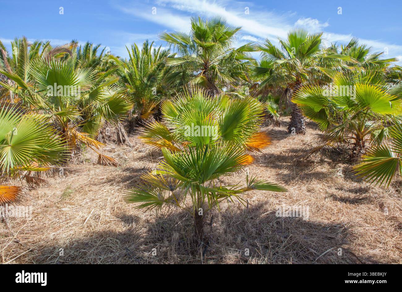 Large palm trees nursery area at garden center. Washingtonia robusta ...