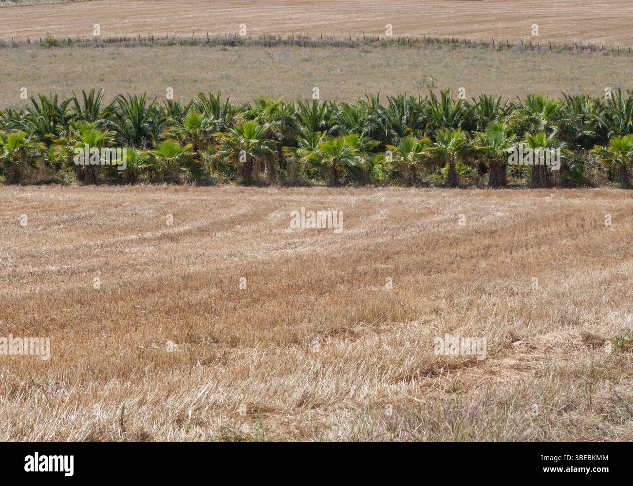 Large palm trees nursery hi-res stock photography and images - Alamy