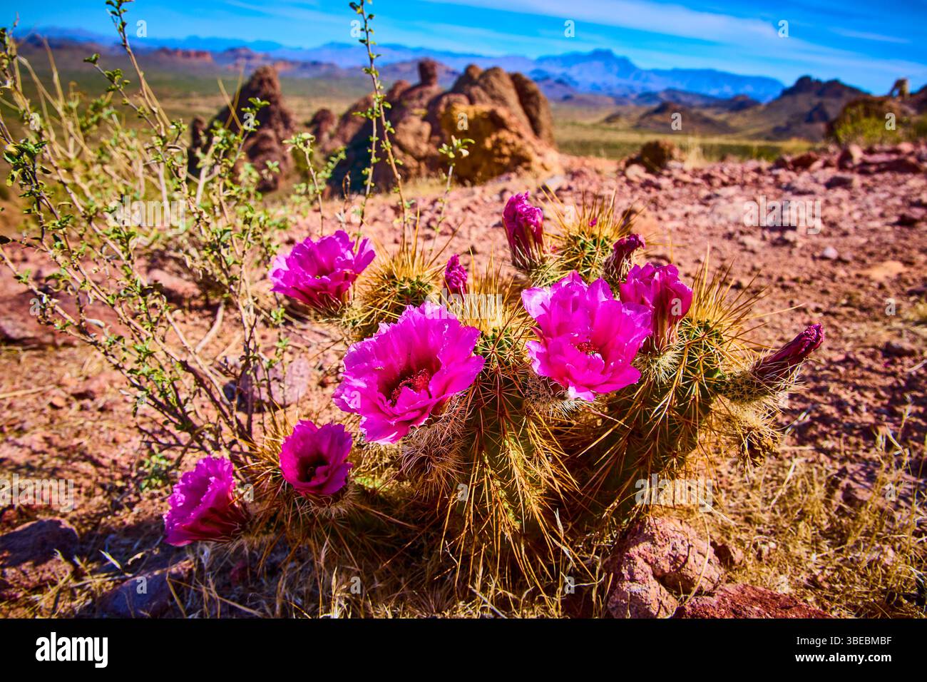 Blooming Magenta Cactus Flowers Lost Dutchman State Park Ground Level ...