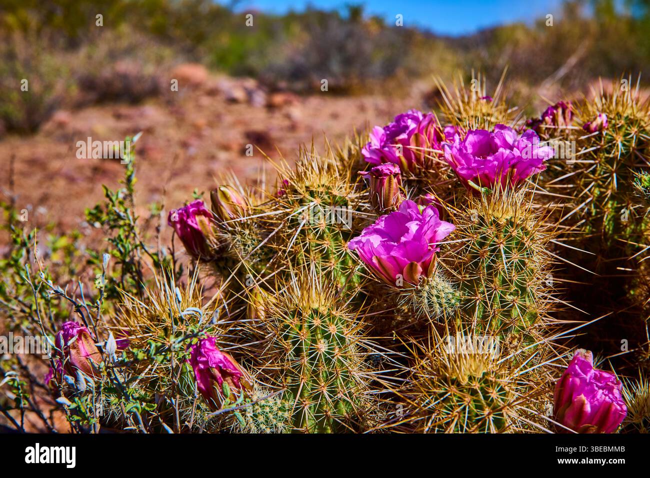 Desert Hedgehog Cactus with Pink Blooms Lost Dutchman State Park Close ...