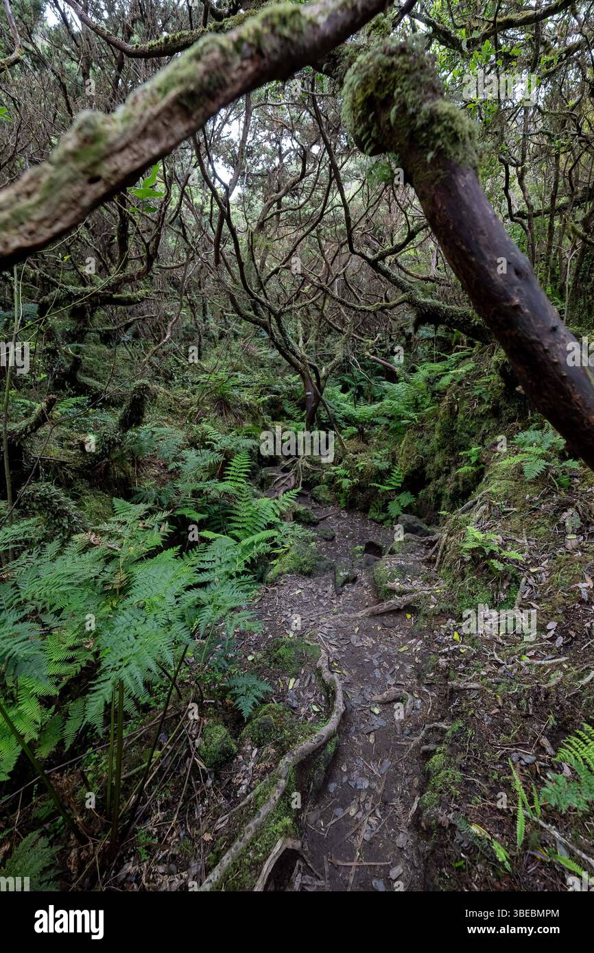 Terceira POR, Themenbild Reisen, Insel Terceira, Azoren, Portugal, 27. ...