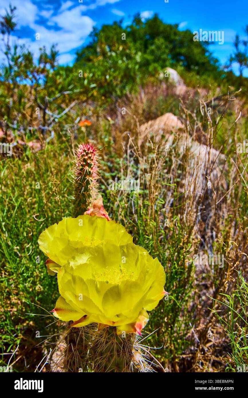 Yellow Cactus Flower Bloom with Spines and Buds in Desert Close Up Low ...