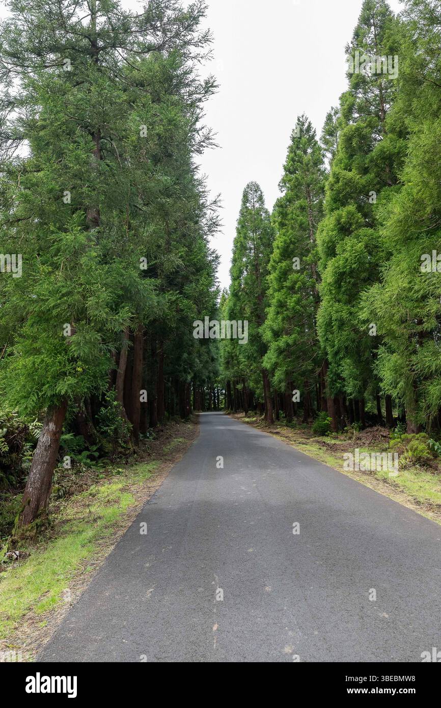 Terceira POR, Themenbild Reisen, Insel Terceira, Azoren, Portugal, 27. ...