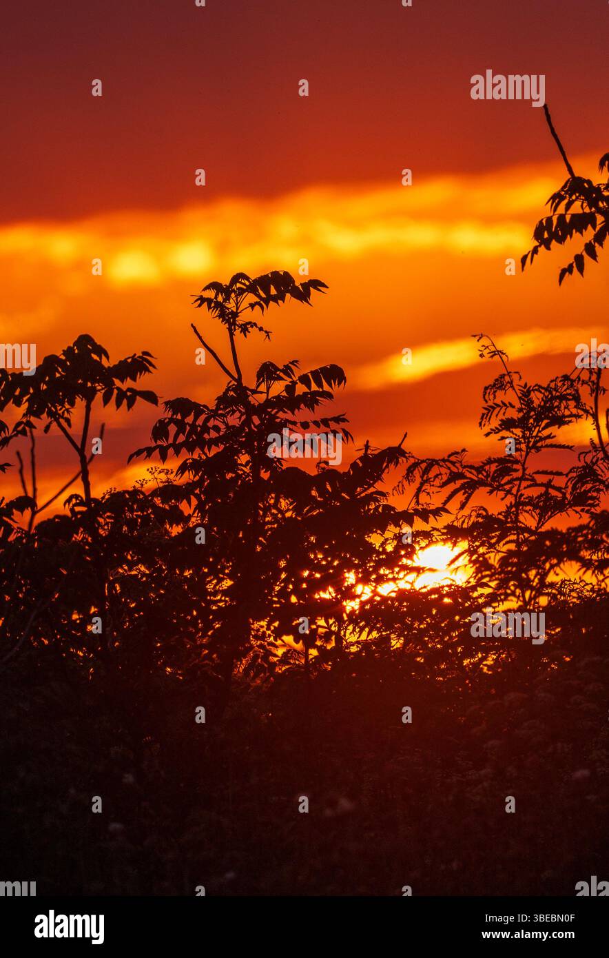 Strandja mountians Bulgaria : 28 May 2025 Mother and baby the Butterfly ...