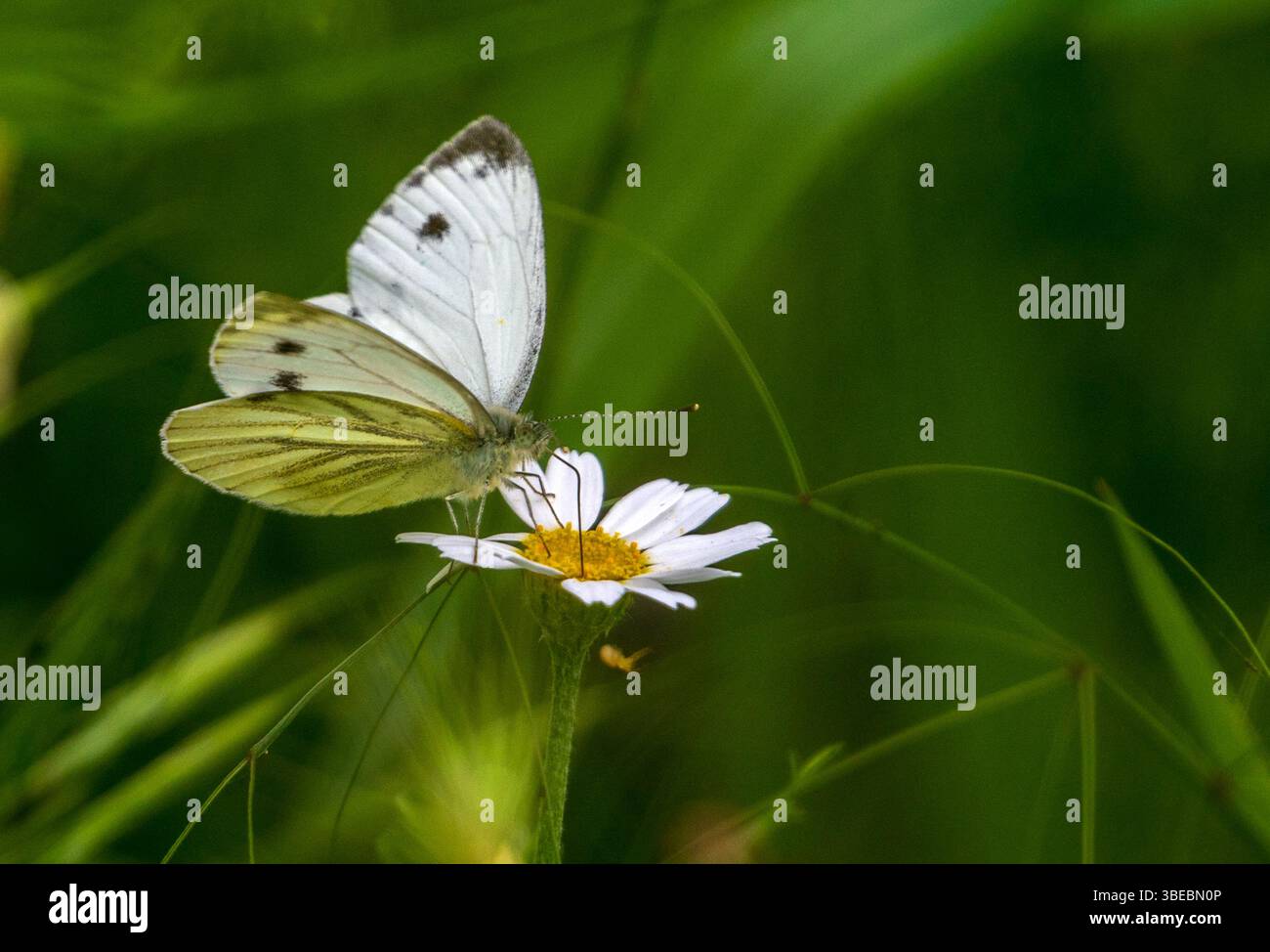 Strandja mountians Bulgaria : 28 May 2025 Mother and baby the Butterfly ...