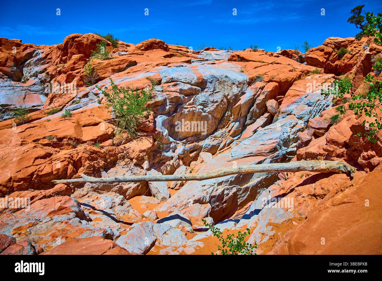 Red Sandstone Formations Fallen Tree and Desert Vegetation Eye Level ...